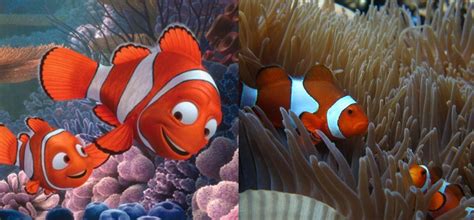 Image result for Finding Nemo Real Life