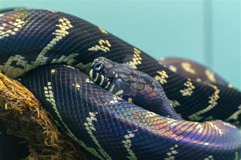 Image result for Boelen's Python