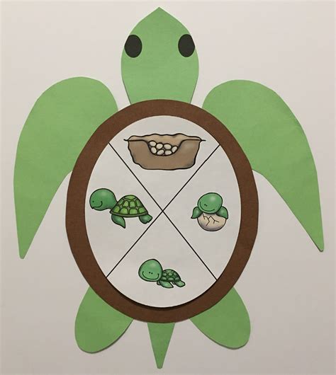 Image result for Turtle Life Cycle Videos