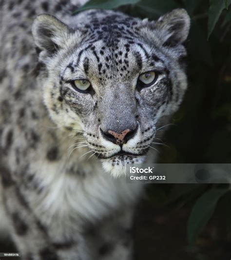 Image result for Snow Leopard Front View