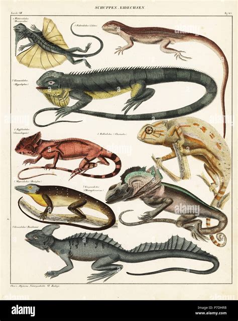Image result for All Lizard Types