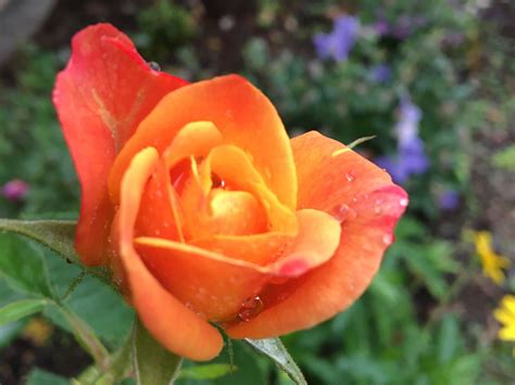 Image result for Color Changing Rose Bush