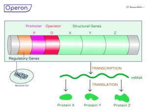 Image result for Operon Labeled