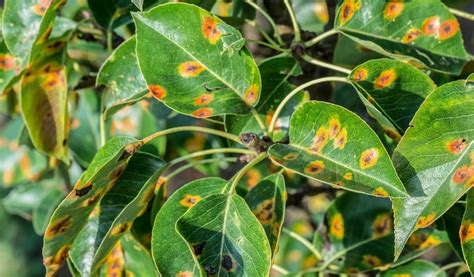 Image result for Pear Tree Rust Treatment