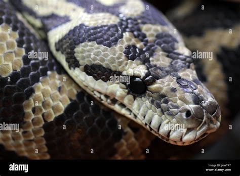 Image result for Diamond Python