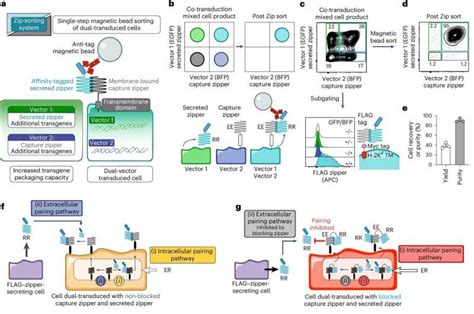 Image result for T-cell Reprogramming
