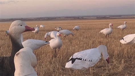 Image result for Goose Hunting Setups