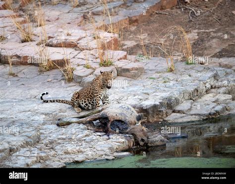 Image result for Leopard Eating