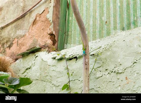 Image result for Lizard In-House