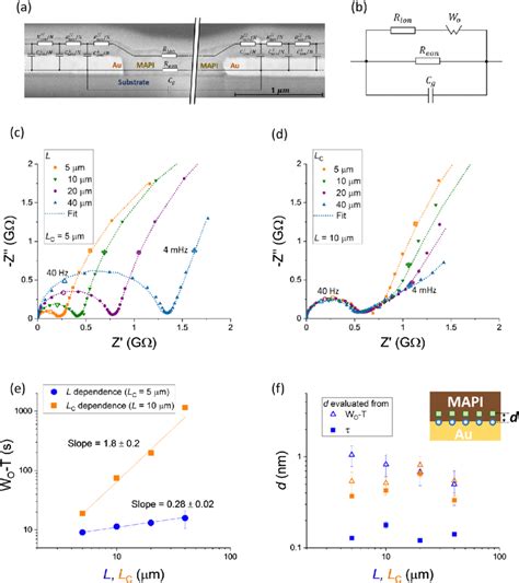 Image result for MAPI Muscles