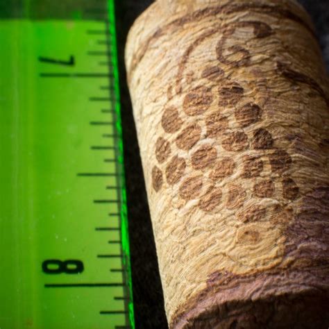 Image result for Using Macro Extension Tubes