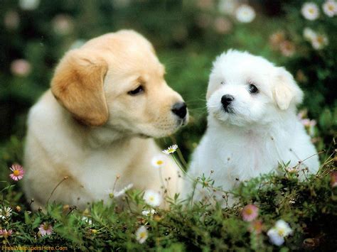 Cute Dogs And Puppies Wallpapers - Wallpaper Cave