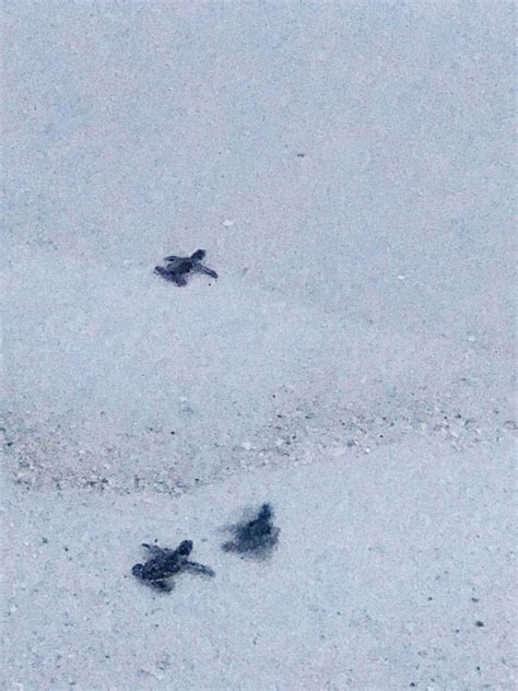 Image result for Turtle Hatching