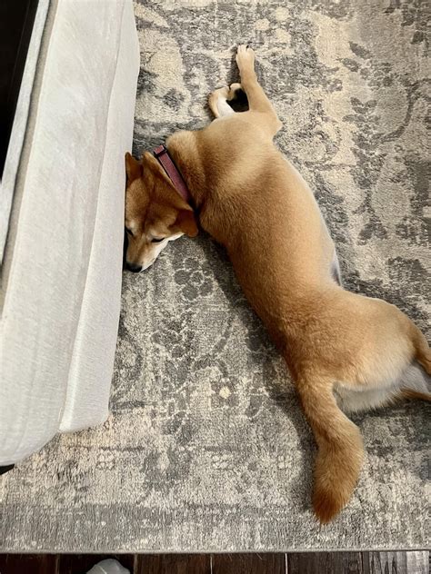 Image result for Perfectly Normal Dog