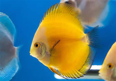 Image result for Golden Discus Fish