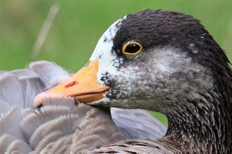 Image result for Anser Anser Spectrogram