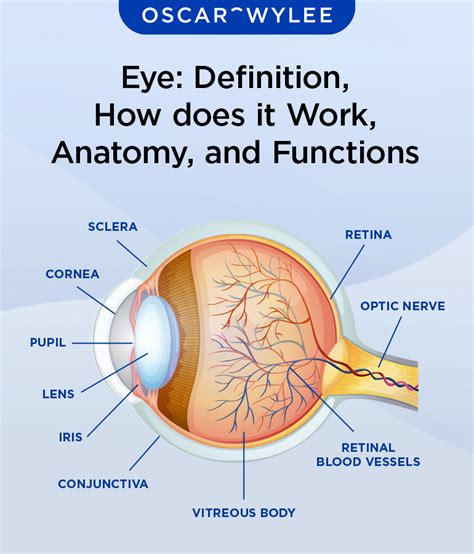 Image result for Eye Anatomy Function