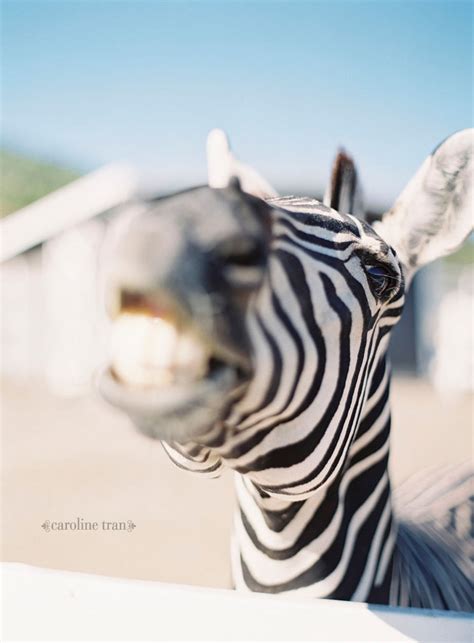 Image result for Smiling Zebra