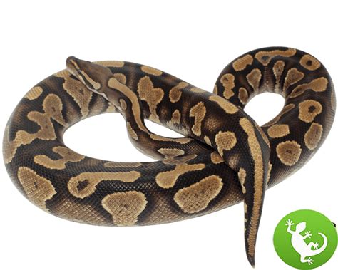 Image result for Adult Ball Python