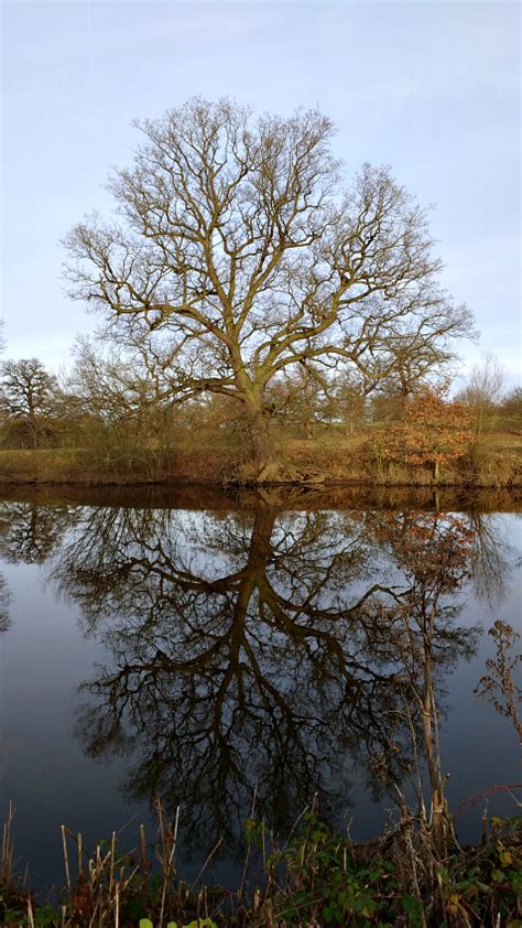 Image result for Tree Lesson