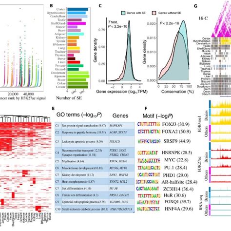 Image result for Super Repressor Enhancer