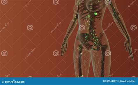 Image result for Female Lymphatic System