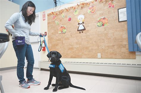 Image result for Training a Guide Dog