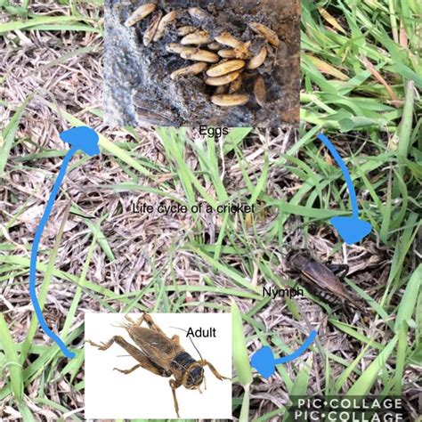 Image result for Cricket Insect Life Cycle