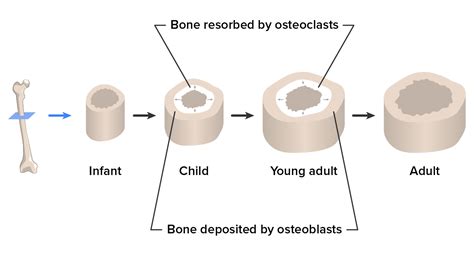 Image result for Bone Formation Learning