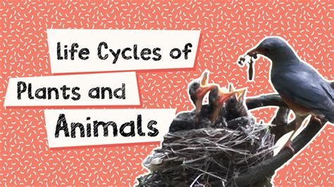 Image result for Example of a Life Cycle