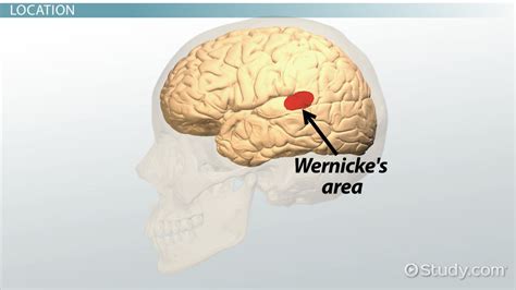 Image result for The Function of the Wernicke Connection