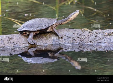 Image result for Long Neck Turtle