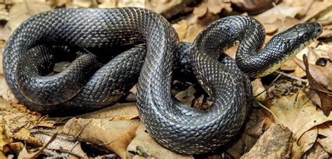 Image result for Python vs Rat Snake