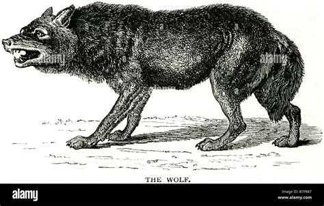 Image result for Age of Wolves