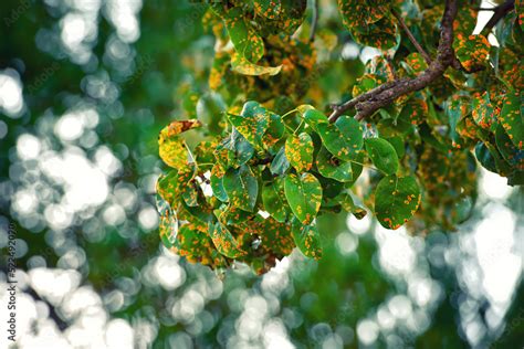 Image result for Peer Tree Rust