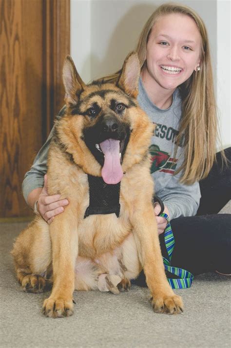 Image result for Perfectly Normal Dog