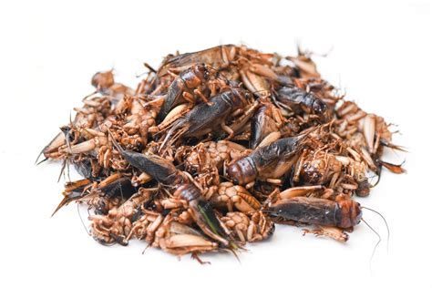 Image result for Cricket Insect Types