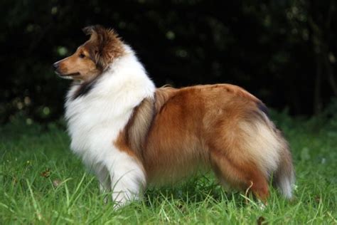 Image result for Sheltie Color Chart