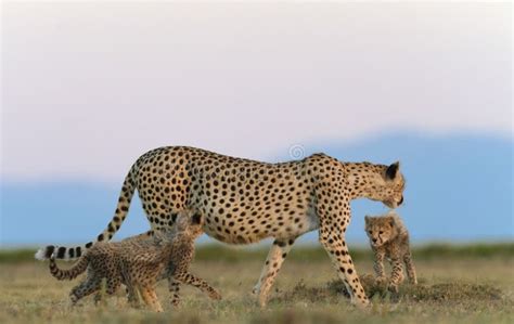 Beautiful Cheetah Hunting and Looking for Prey Stock Photo - Image of ...