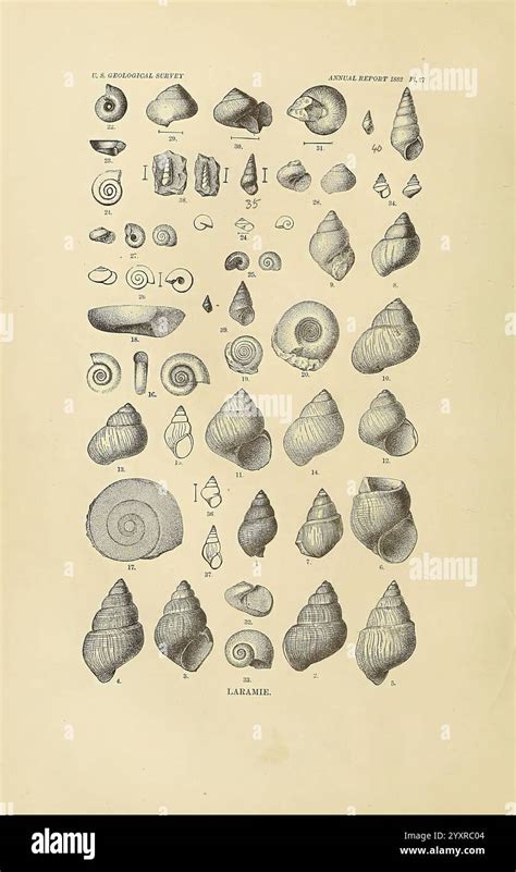 Image result for Frequency Range of Shell Types