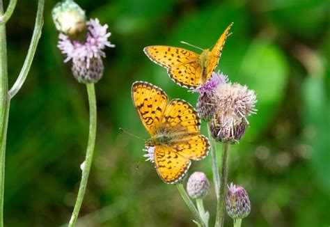 Premium Photo | Close-up of butterflies pollinating on plant