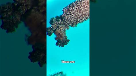 Image result for Copper Under Microscope