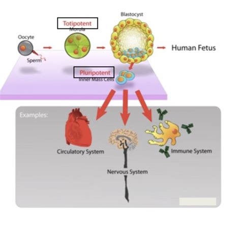 Image result for Patterning of Muscles