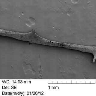 Image result for Trabecular Bone Structure