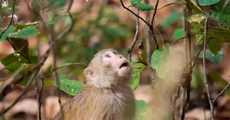 Image result for Macaque Behavior