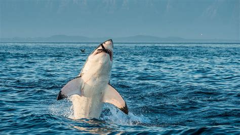 Image result for Alien Shark Attack