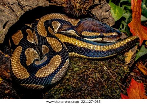 Image result for Adult Ball Python