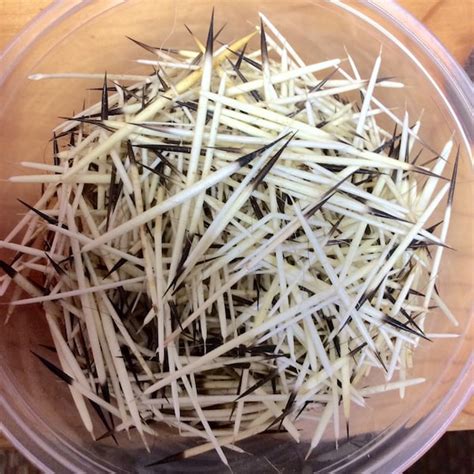 Image result for Using Porky Quills