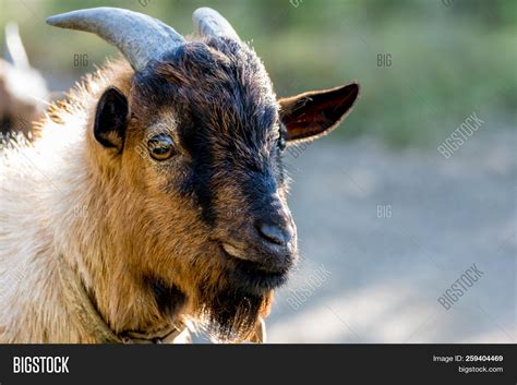 Image result for Goats Smiling