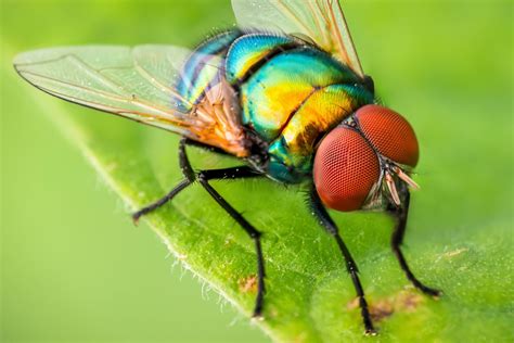 Image result for All Insects